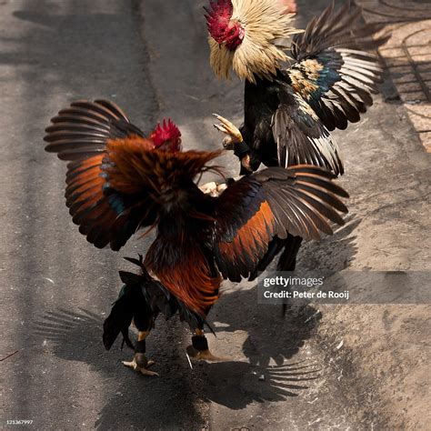 Cocks Fighting In Street Foto De Stock Getty Images
