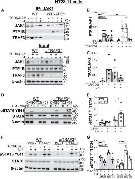 Traf3 Regulates Stat6 Activation And T Helper Cell Differentiation By