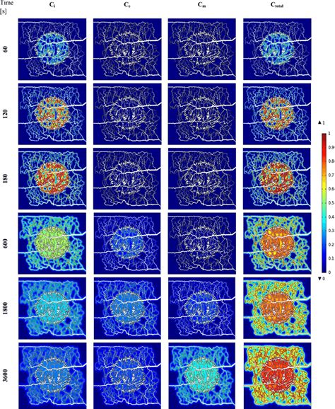 Spatiotemporal Distribution Of Fdg Radiotracer Including Extracellular