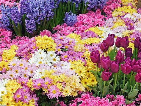 Wallpaper Chrysanthemums Tulips Flower Flowerbed Beauty 1600x1200