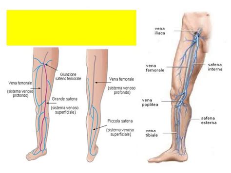 Anatomía De La Vena Safena Interna