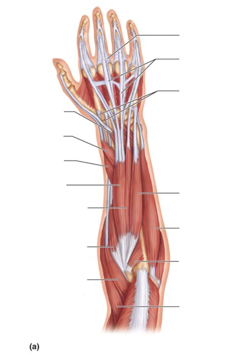 Posterior Extensor Compartment Superficial Diagram Quizlet