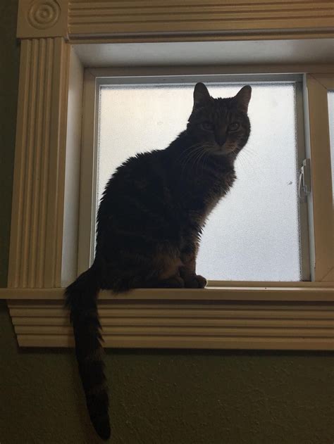 Our Old Lady Isabelle Loves Sitting In The Bathroom Window Bathroom Windows Old Women Olds