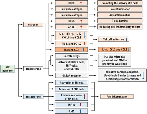 Frontiers Immune Regulation Based On Sex Differences In Ischemic