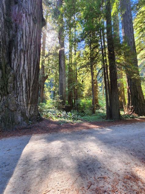 Jedediah Smith Redwoods State Park Majestic Redwoods