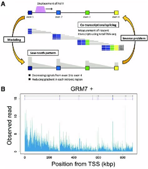 Inverse Problem Of The Transcription Elongation Rate A Total Rna Seq