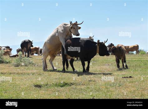 Cow Mating Cow Stock Photo Alamy