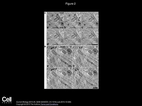 Volume Issue Pages December Ppt Download