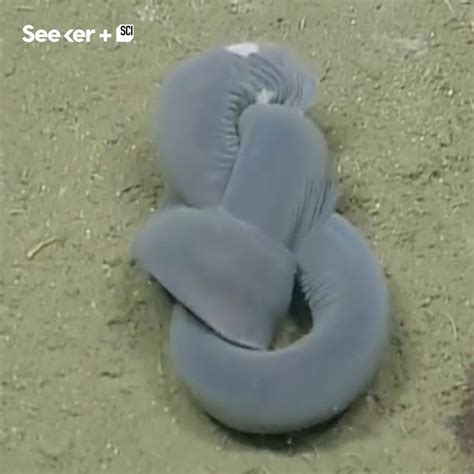 The Hagfish Has A Unique Way Of Digesting Food This Fish Has To Tie