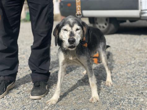 Adopter Un Cocker Anglais La Spa