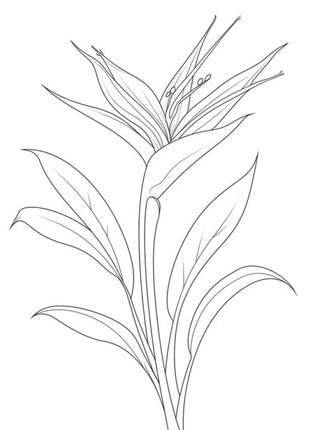 Bird Of Paradise Flower Coloring Page Printable Floral Portrait Png