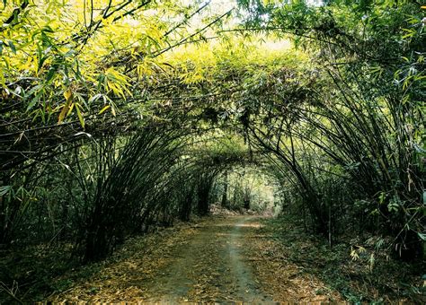 Kinh Nghiệm Du Lịch Và Tham Quan Vườn Quốc Gia Cát Tiên Đồng Nai