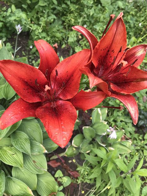 Red Lily Drops Rain Free Photo On Pixabay Pixabay