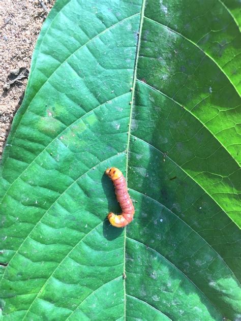 Cocoa Cacao Diseases And Pests Affecting Cocoa Plants In South India Karnataka
