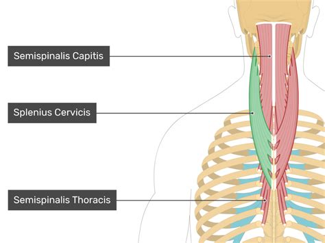 Splenius Cervicis Splenius Capitis Muscle Complete Anatomy