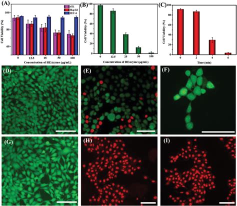 A Cell Viabilities Of 4t1 Cells Hepg2 Cells And Iec‐6 Cells That Download Scientific Diagram