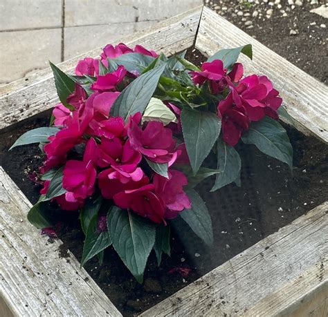 Please Help Identify This 🌸 Rflowers