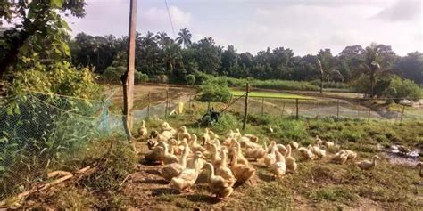 The Kuttanadan Duck Makes A Comeback On The Festive Menu National News Inshorts