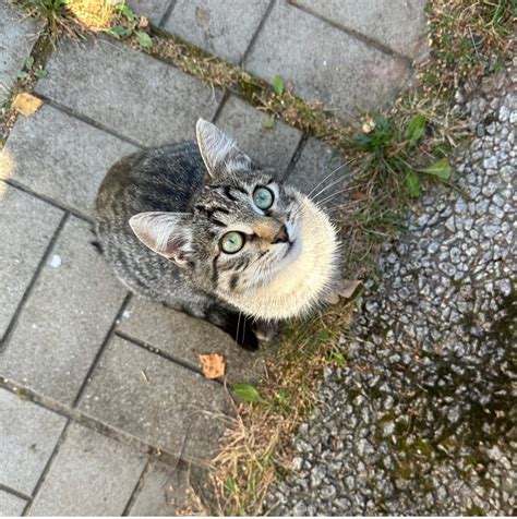 Тигрик Всемпокошке