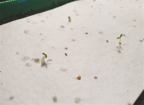 25 A4 Plantable 250gsm White Seeded Card Sheets 210mm X 297mm Seeded Plantable Paper 25