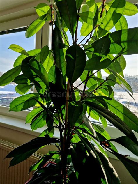 Fig That Is Native To The Tropical Forest Regions Of Africa They May