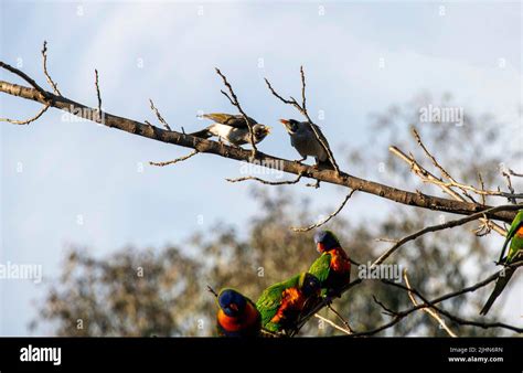 Birds Perched On The Branch Of A Tree In Sydney NSW Australia Photo By Tara Chand Malhotra