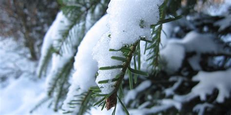 La Neige Et Le Sapin Agence Web Adilade