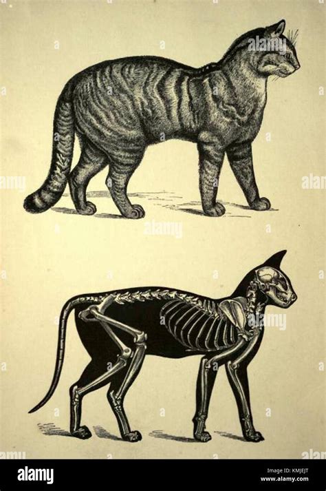 This Drawing Illustrates The Skeletal Structure Of A Cat Highlighting The Bones And Anatomy It