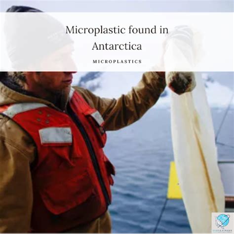 Microplastics All You Need To Know