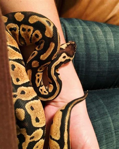 Ball Python Handling Tips Reptifiles Ball Python Care Guide