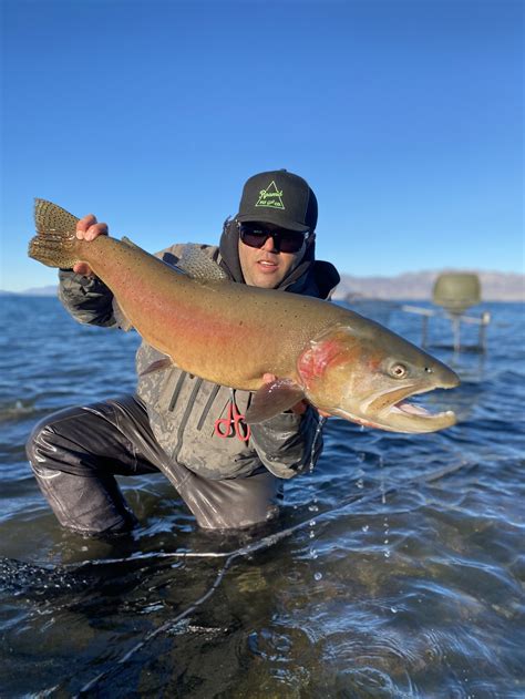 Lahontan Cutthroat Trout Pyramid Lake
