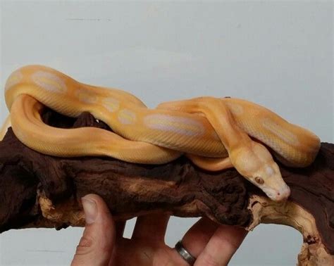 Stunning Sunfire Lavender Albino Supertiger Reticulated Python