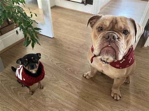 Kenny And Barnaby Blue Cross