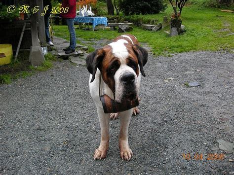 Visiting A Short Hair St Bernard Kennel Near Chamonix Mont Blanc
