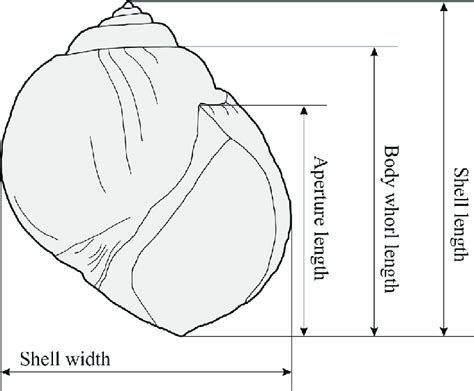 Shell Measurements Of Globularia Sp Download Scientific Diagram