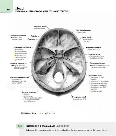 Foraminaapertures Of Cranial Fossa And Contents Ami Meeting 2021