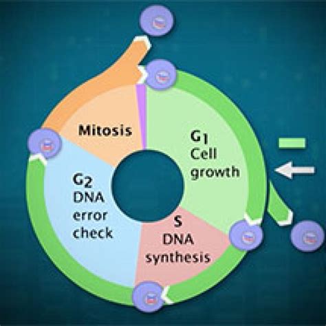Episode 29 Mitosis And The Cell Cycle How Cells Clone Themselves