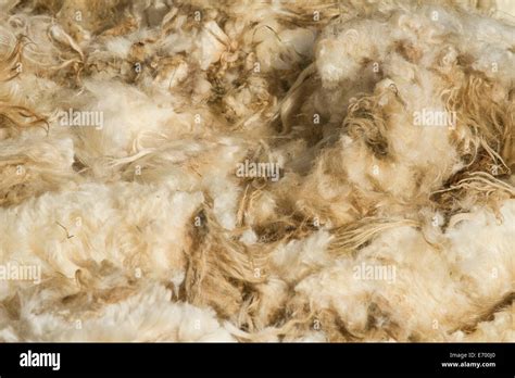 Wool Texture After Sheep Shearing Stock Photo Alamy