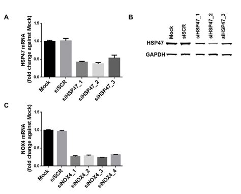 Fig S2 In Vitro Sirna Screening Of Sihsp47 And Sinox4 A Hsp47 Mrna