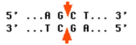 Manipulating Genomes Flashcards Quizlet Manipulating Genomes Flashcards Quizlet