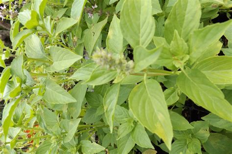 Basil Varieties — Eumundi Roses