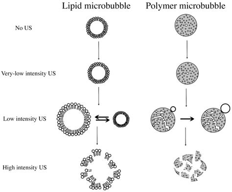Microbubbles In Ultrasound Triggered Drug And Gene Delivery Pmc