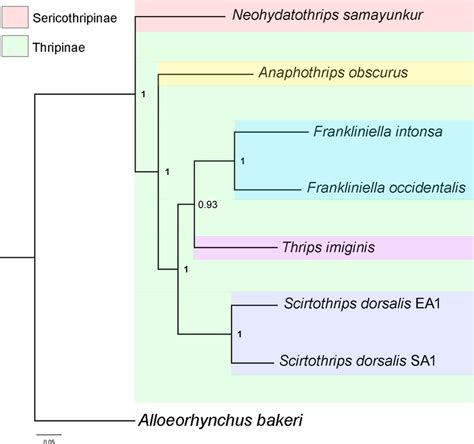 Phylogenetic Tree Inferred From Nucleotide Sequences Of 13 Pcgs Using