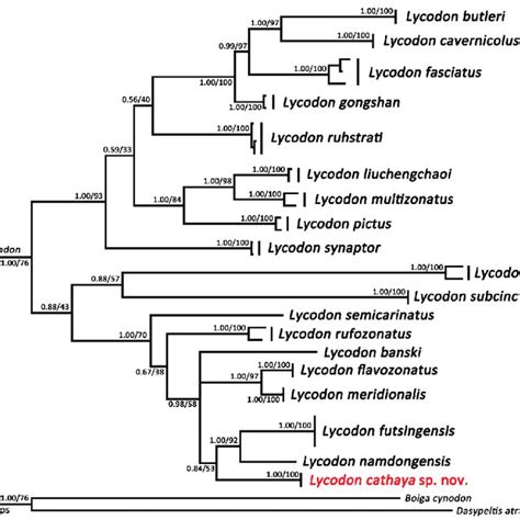 Bayesian Inference And Maximum Likelihood Phylogenies Download
