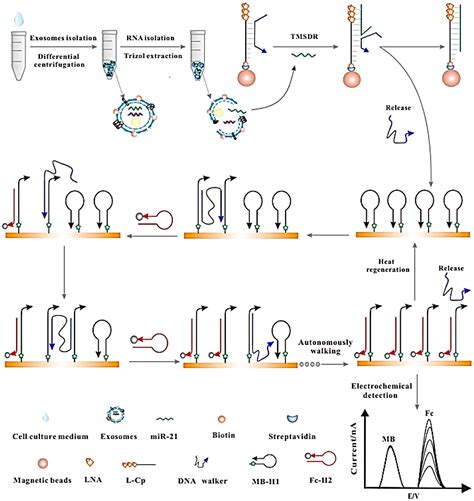 Figure 3 From Recent Advances In Nanotechnology Enabled Biosensors For Detection Of Exosomes As