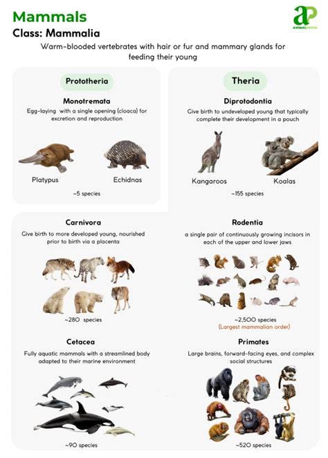 Mammals Characteristics Types Classification Behaviors Facts