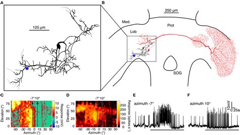 A A Lucifer Yellow Ch Fill Of The Compact Mid Brain Small Target Download Scientific Diagram