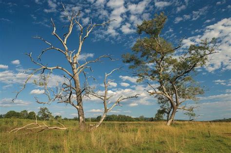 assessing tree mortality rates in droughtaffected generative ai