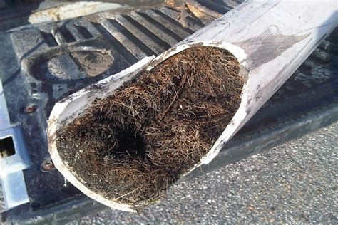 Destruction Of Sewer Lines By Tree Roots Ottawa Plumbing Service Plumbing Experts In Ottawa