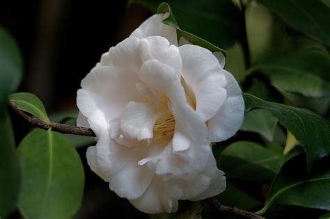 700개 이상 무료 동백 및 꽃 사진 Pixabay